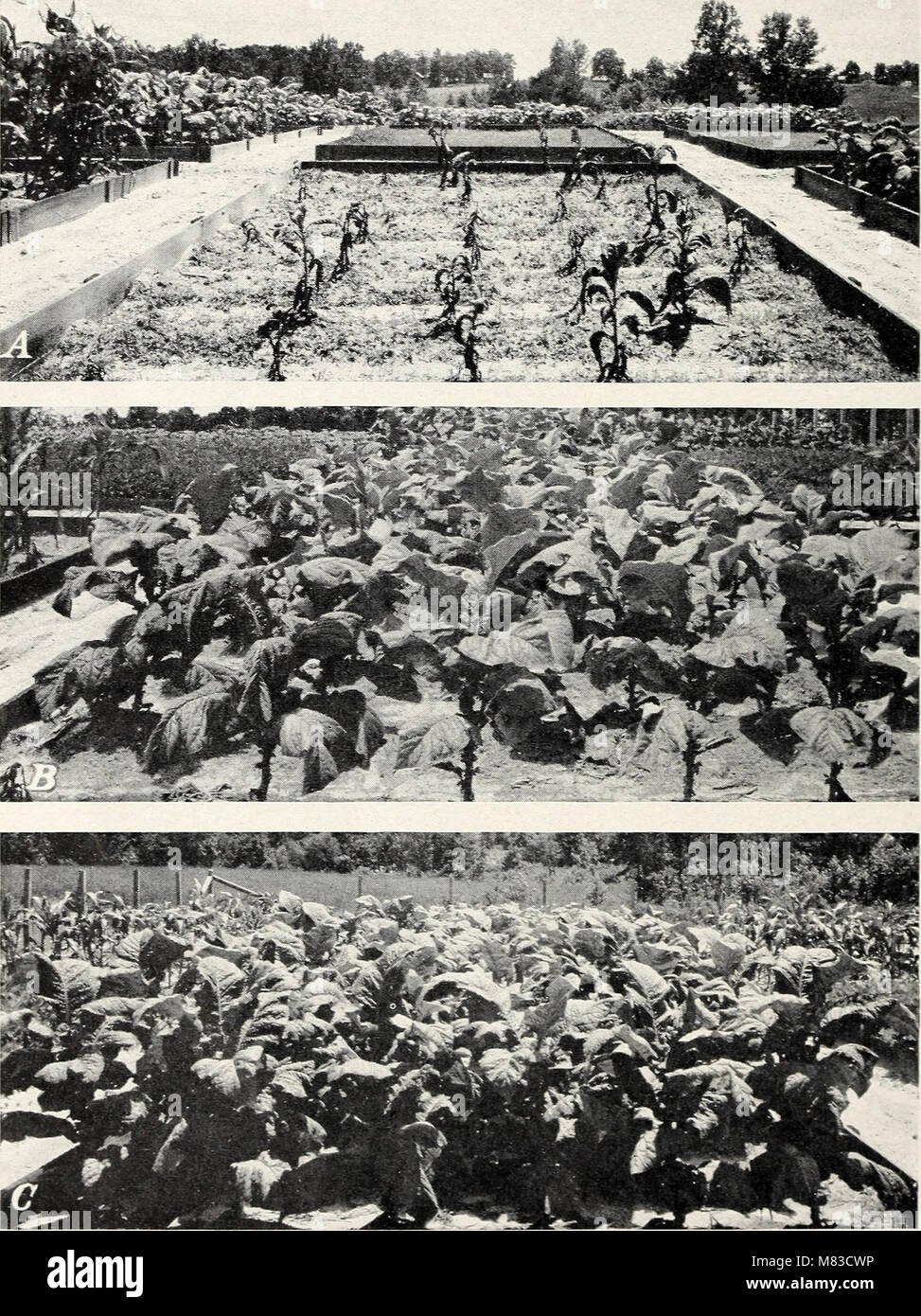 Control of bacterial wilt (Bacterium solanacearum) of tobacco as ...