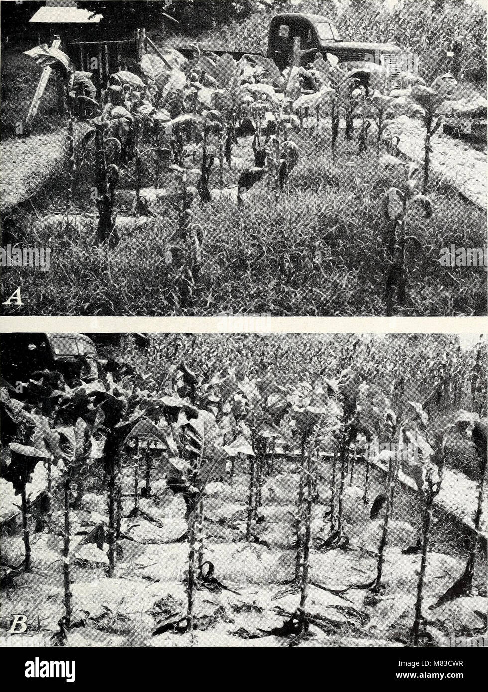 Bacterial wilt hi-res stock photography and images - Alamy