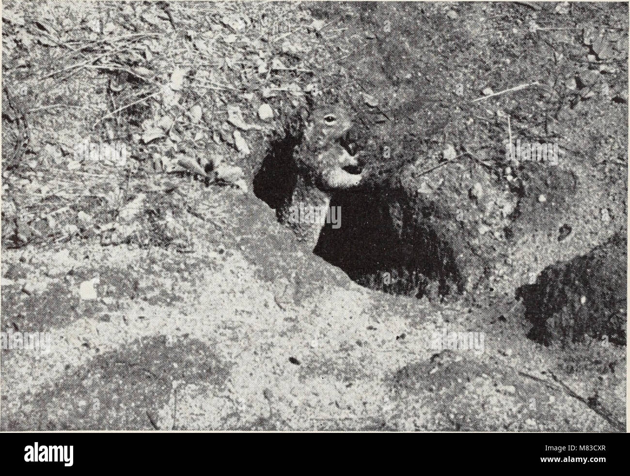 'Control of Field Rodents in California,' published in 1949, provides ...
