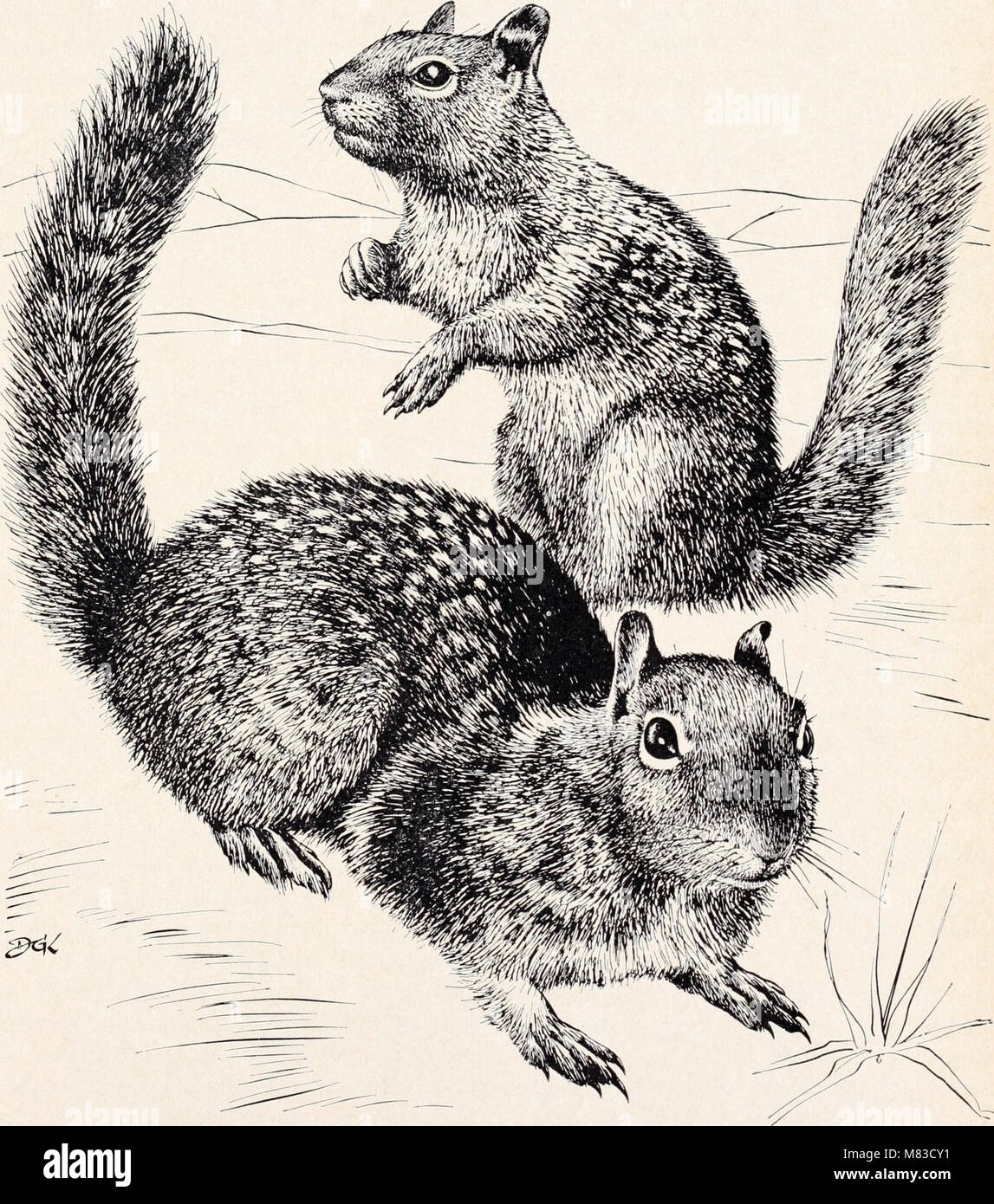 Control of field rodents on California farms (1965) (20069541664 Stock ...