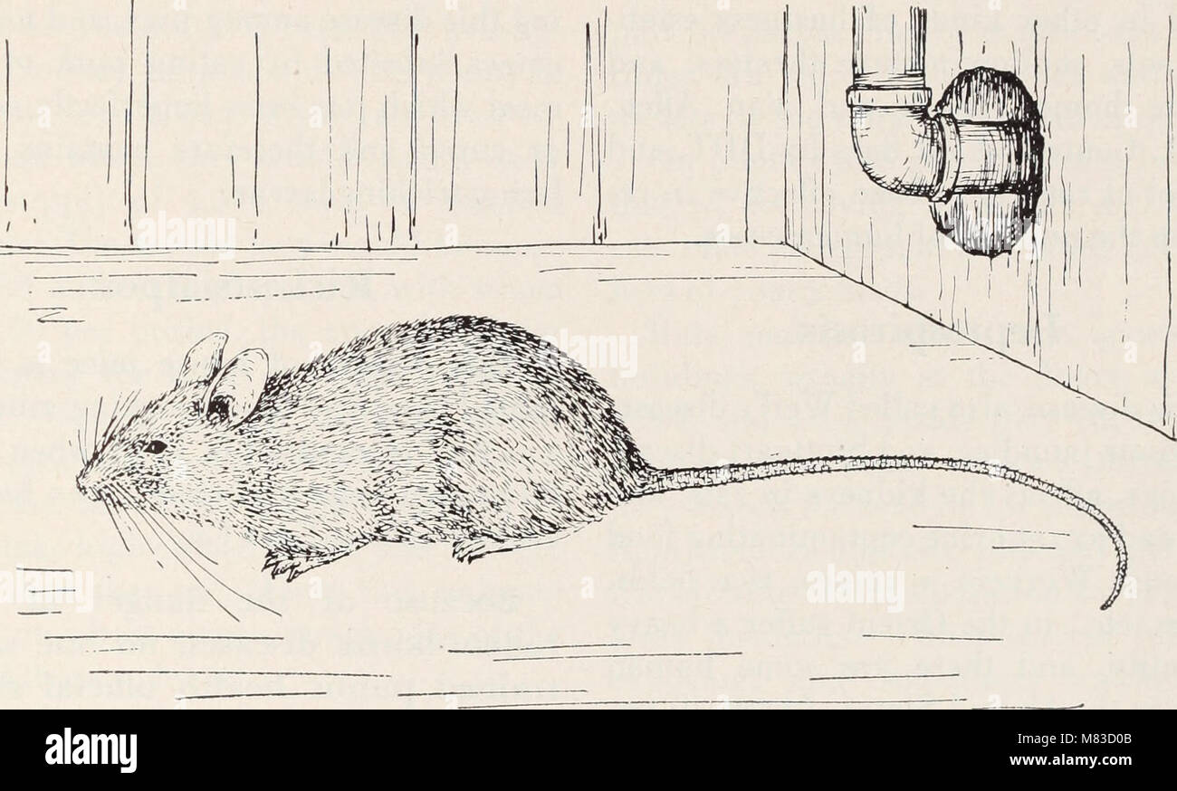 Control of rats and mice (1948) (20505540739 Stock Photo - Alamy