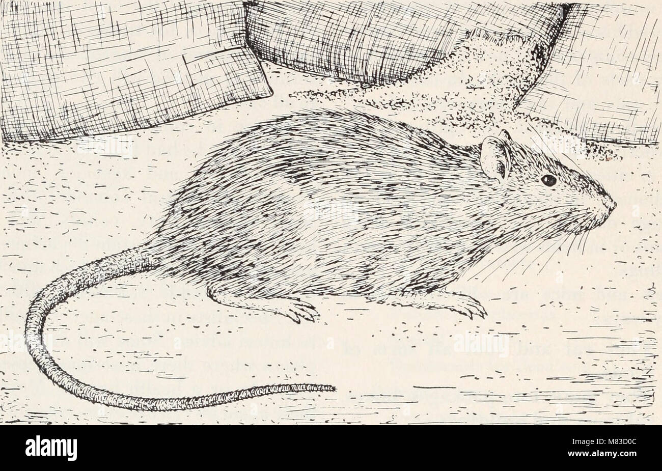 This 1948 publication outlines methods for controlling rats and mice ...