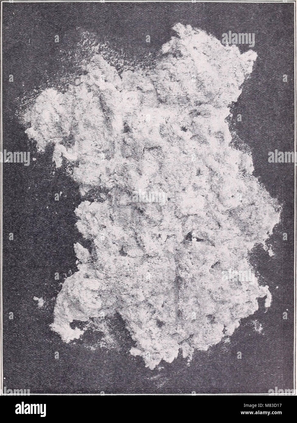 Control of the Mediterranean flour moth by hydrocyanic-acid gas ...