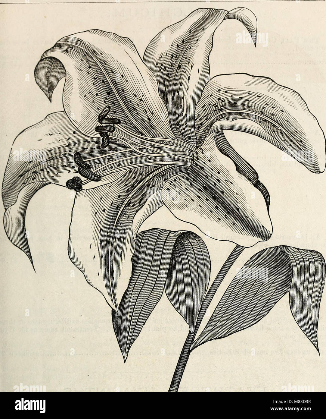 Cook and Chadwick's illustrated catalogue of hardy bulbs and floral ...