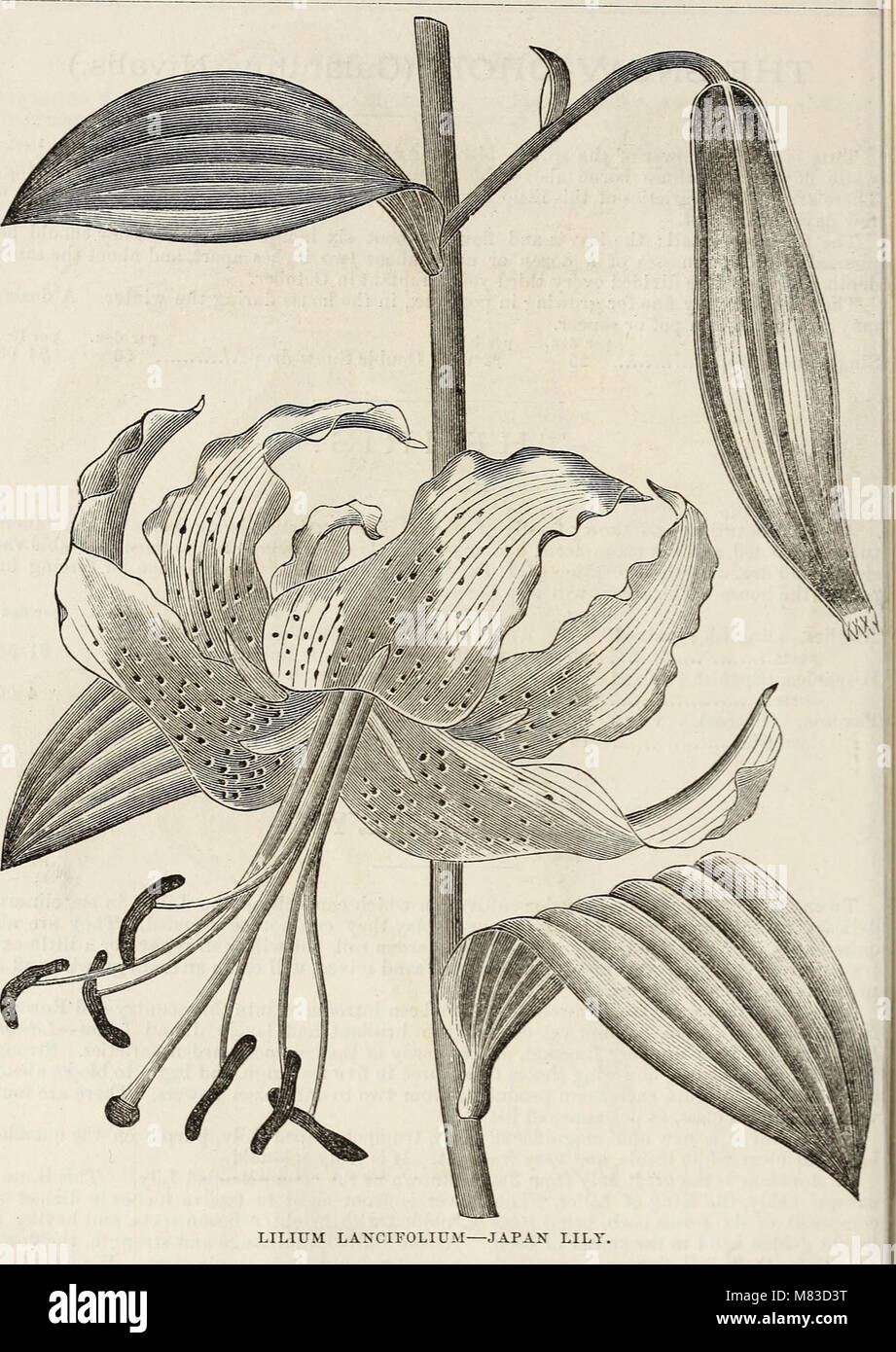 Cook and Chadwick's illustrated catalogue of hardy bulbs and floral ...