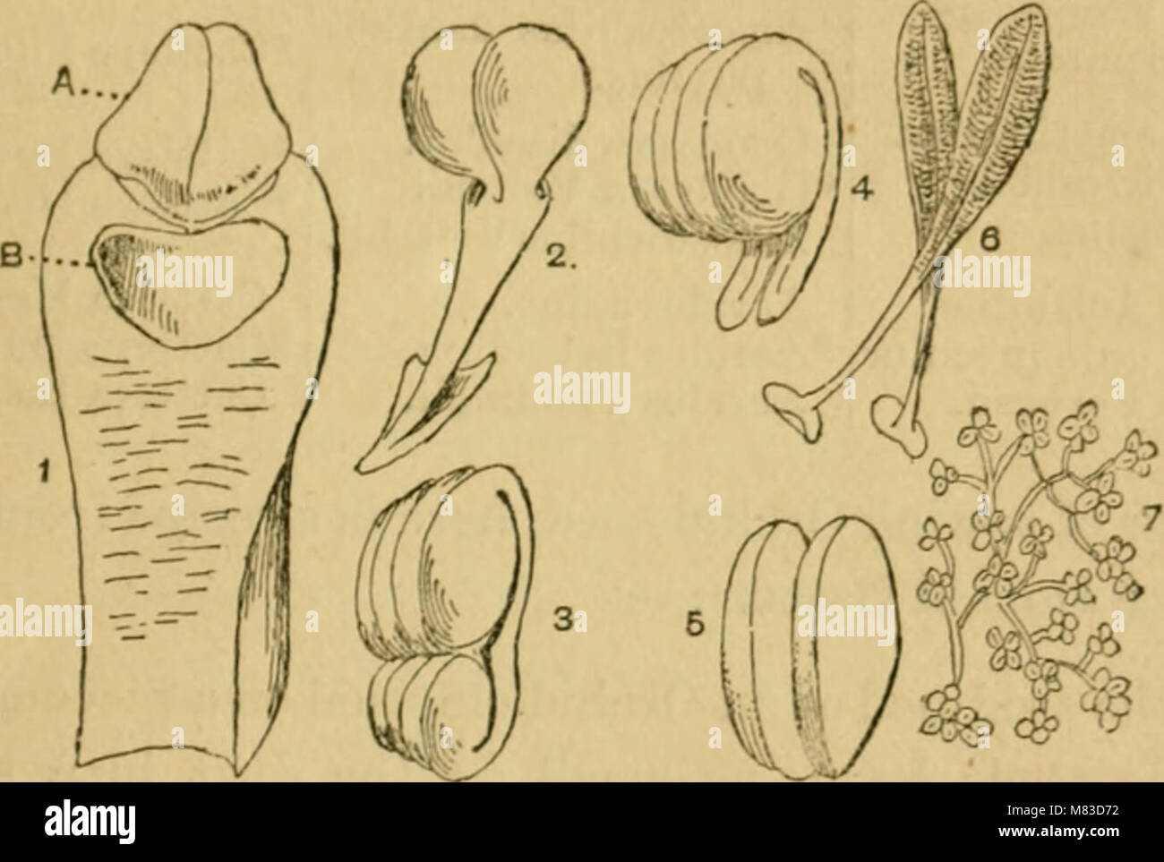 Cool orchids, and how to grow them - with a descriptive list of all the ...