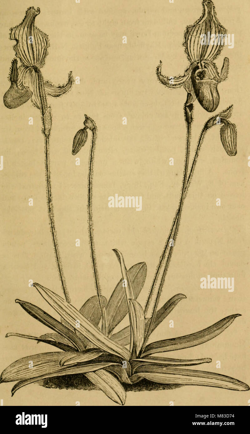 'Cool Orchids, and How to Grow Them' provides guidance on cultivating ...