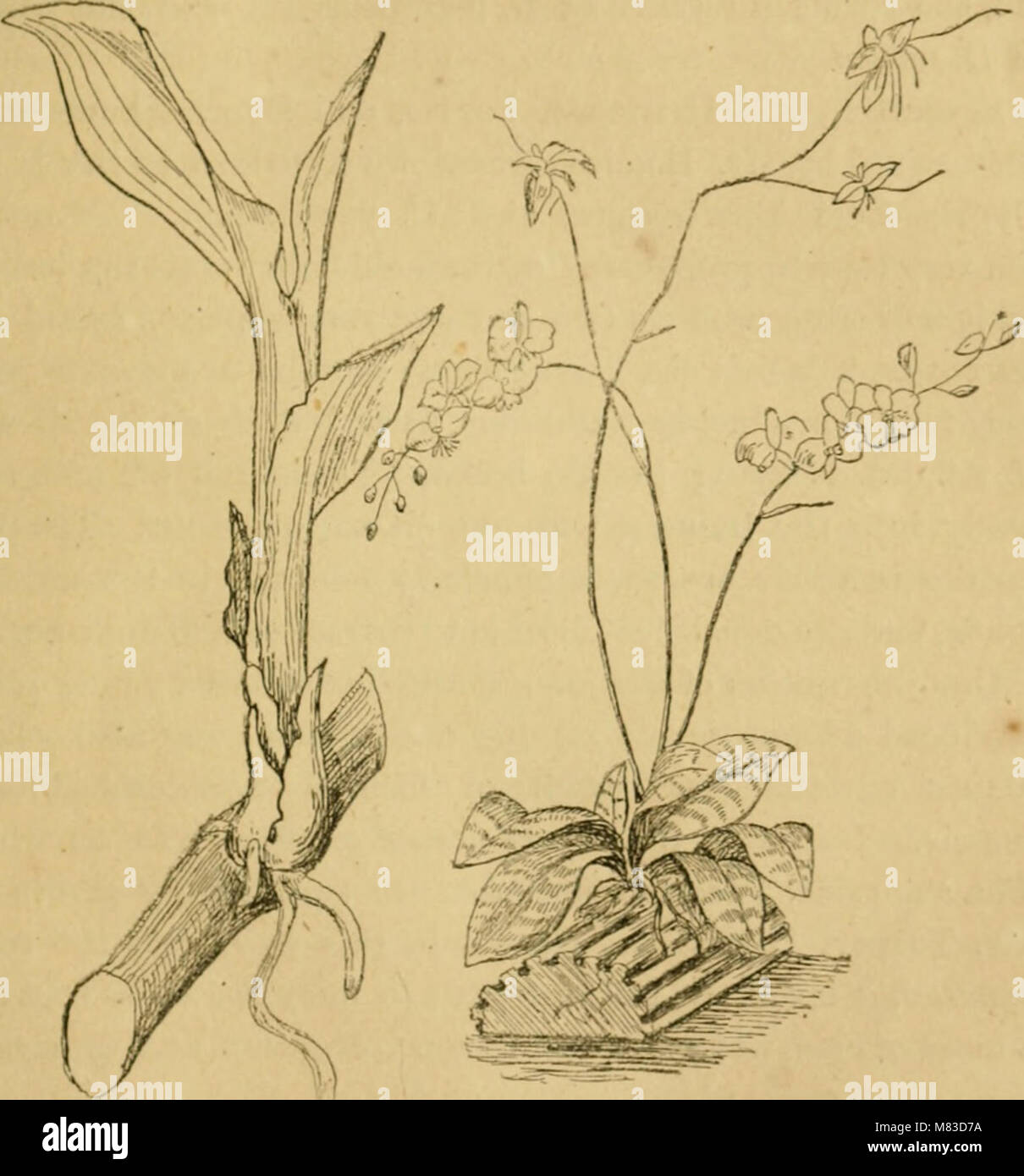 Cool orchids, and how to grow them - with a descriptive list of all the ...
