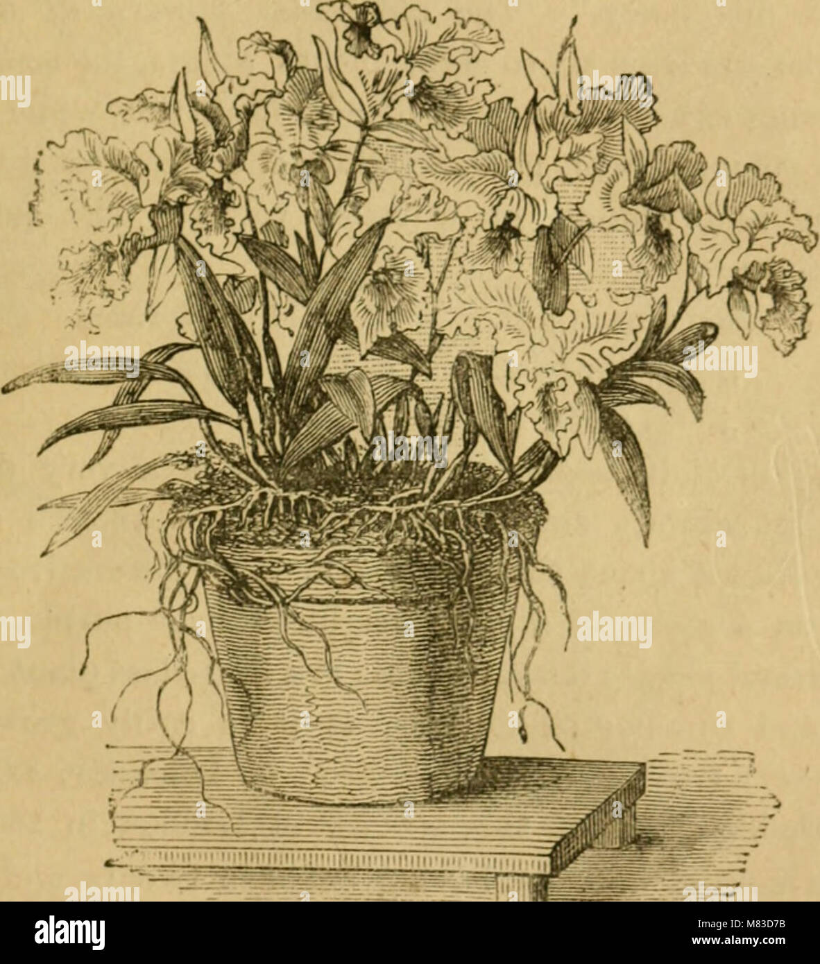 Cool orchids, and how to grow them - with a descriptive list of all the ...
