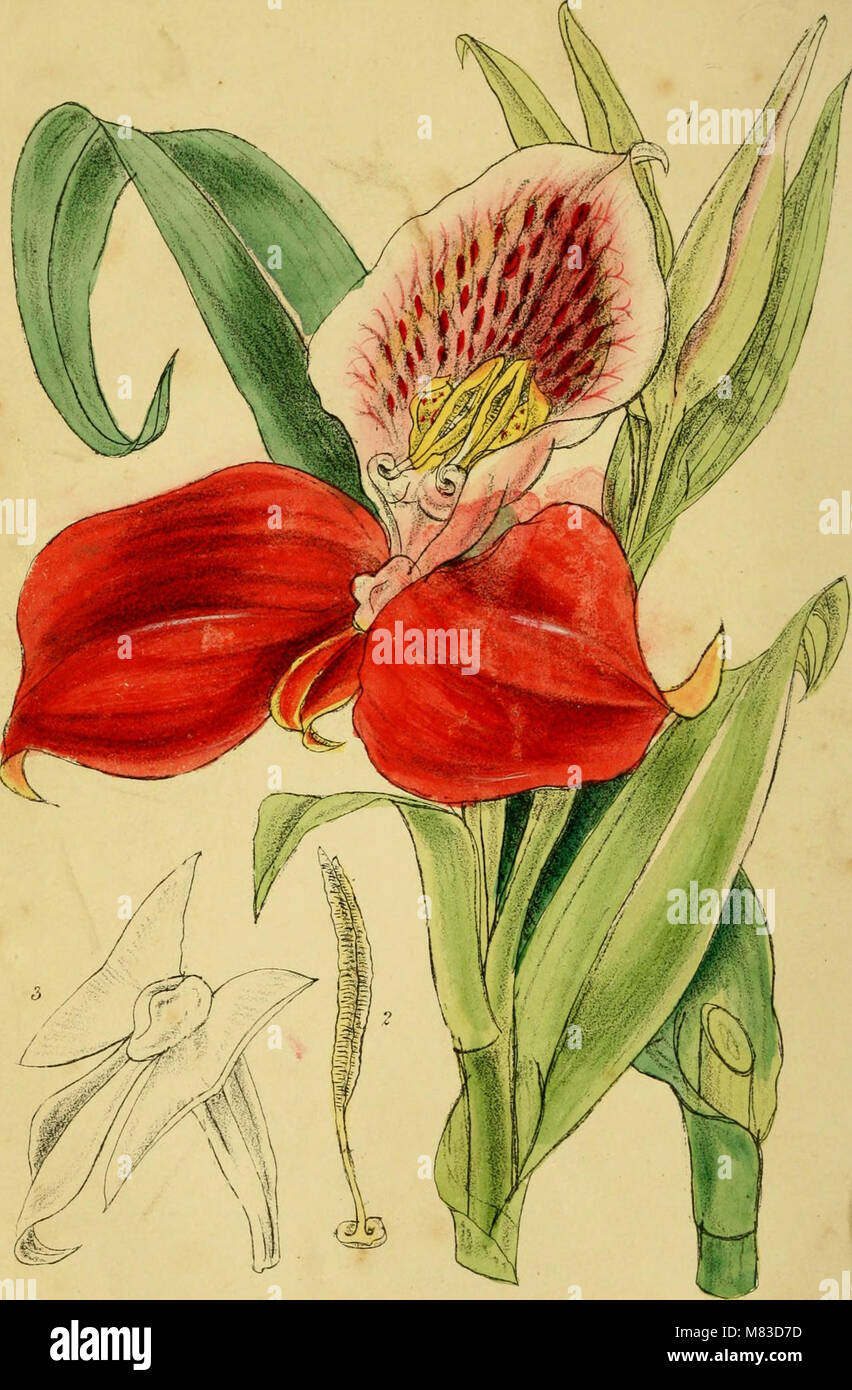 'Cool Orchids' offers a detailed guide on growing cool orchids ...