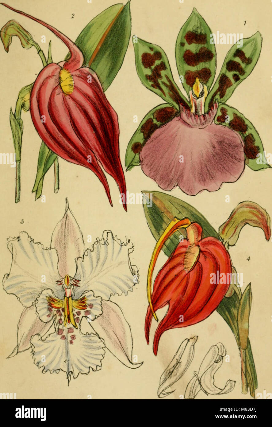 Cool orchids, and how to grow them - with a descriptive list of all the ...