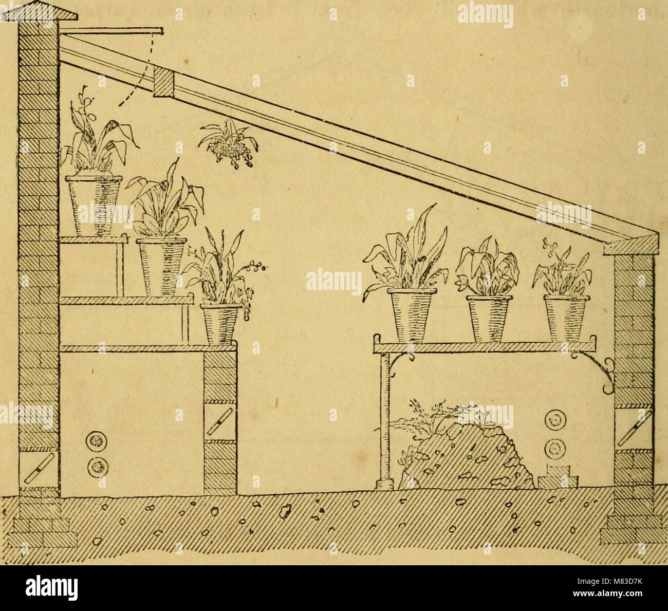 Cool orchids, and how to grow them - with a descriptive list of all the ...