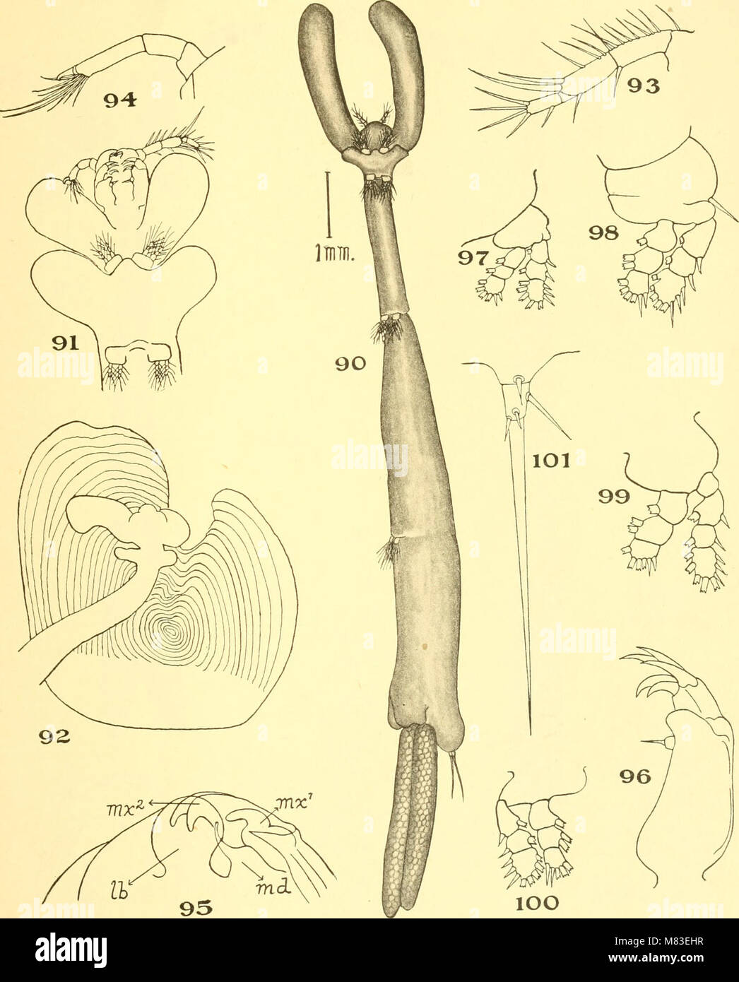 This 1916 study examines the relationship between copepod parasites and ...