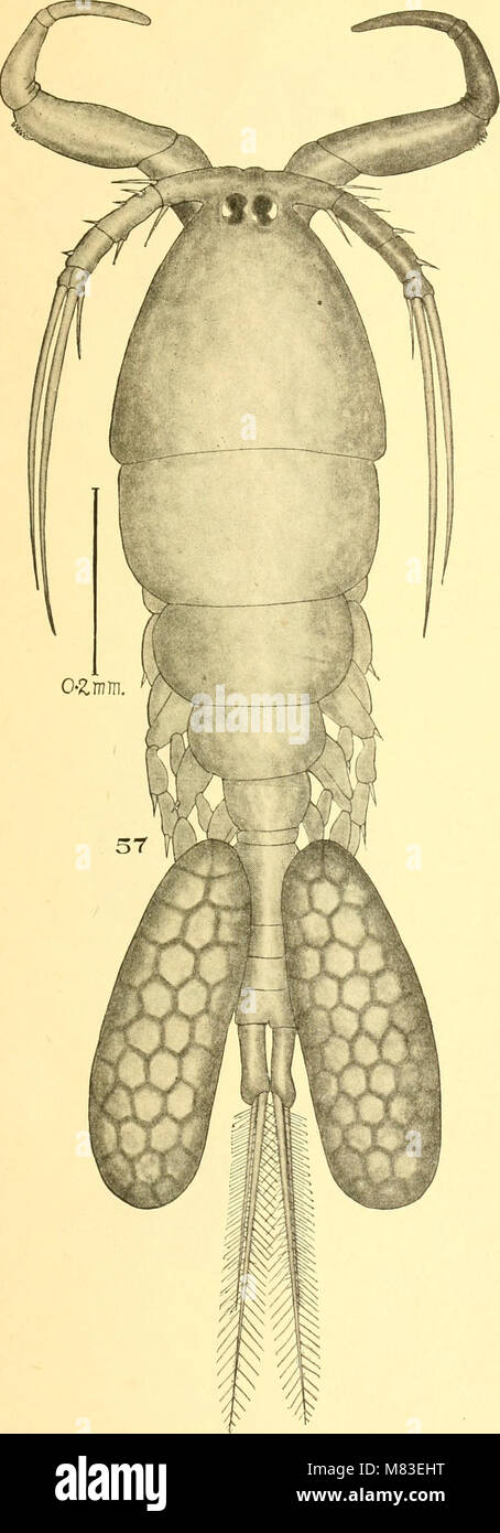 Copepod parasites of fresh-water fishes and their economic relations to ...