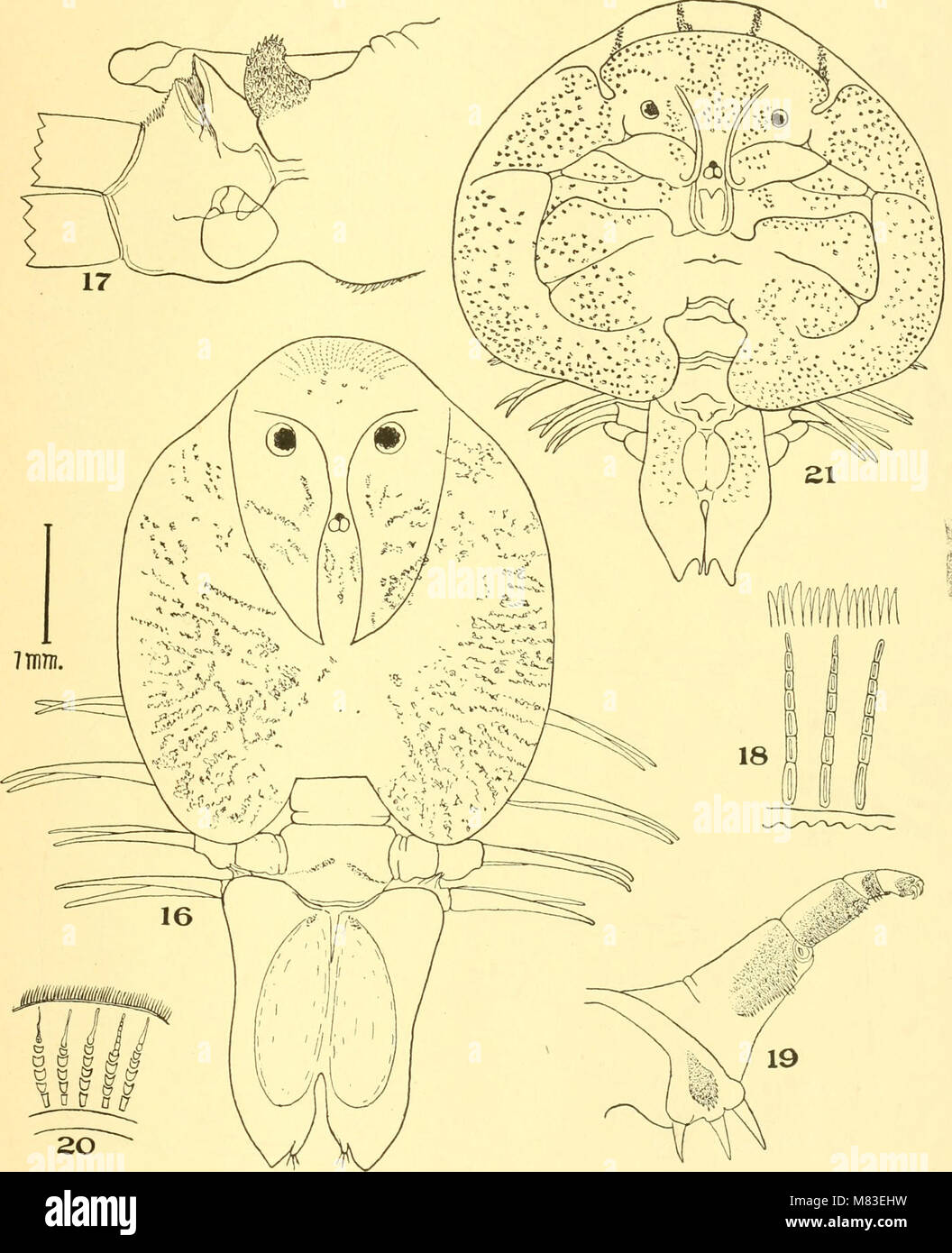 The 1916 study on copepod parasites explores their impact on freshwater ...