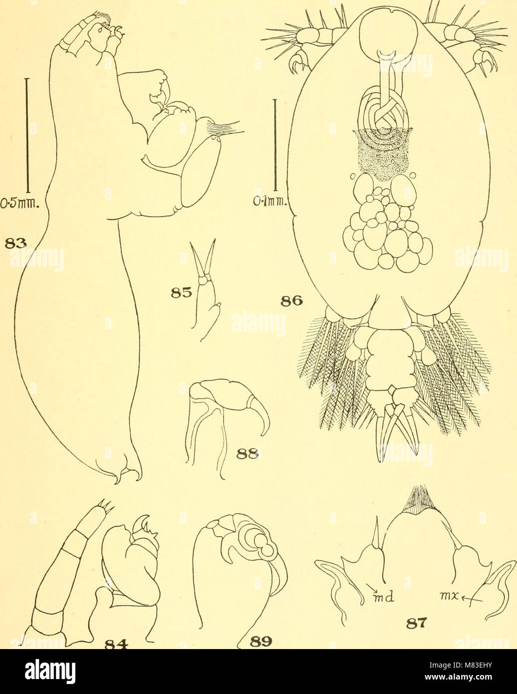 *Copepod Parasites of Fresh-Water Fishes and Their Economic Relations ...