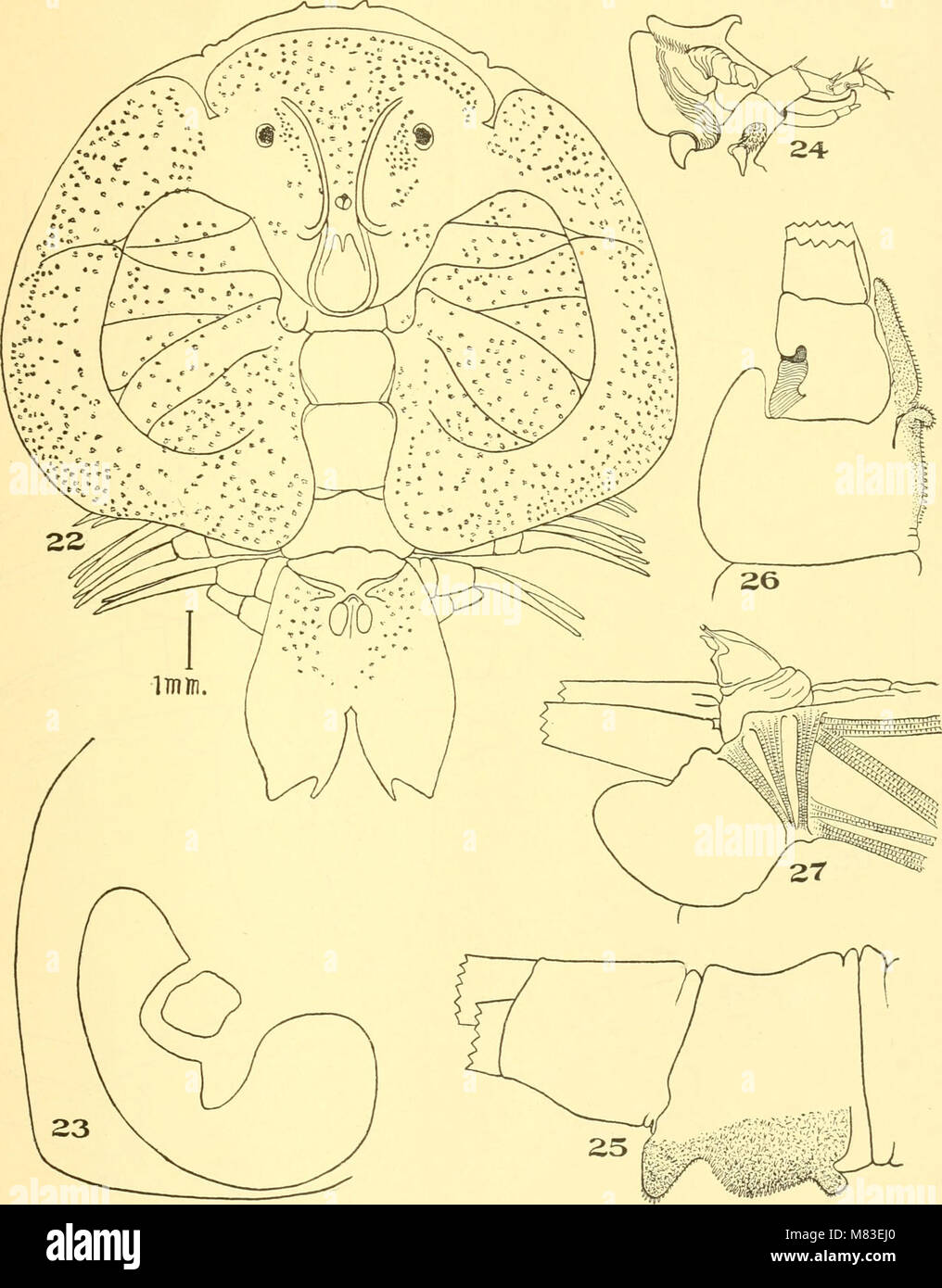 Copepod parasites of fresh-water fishes and their economic relations to ...
