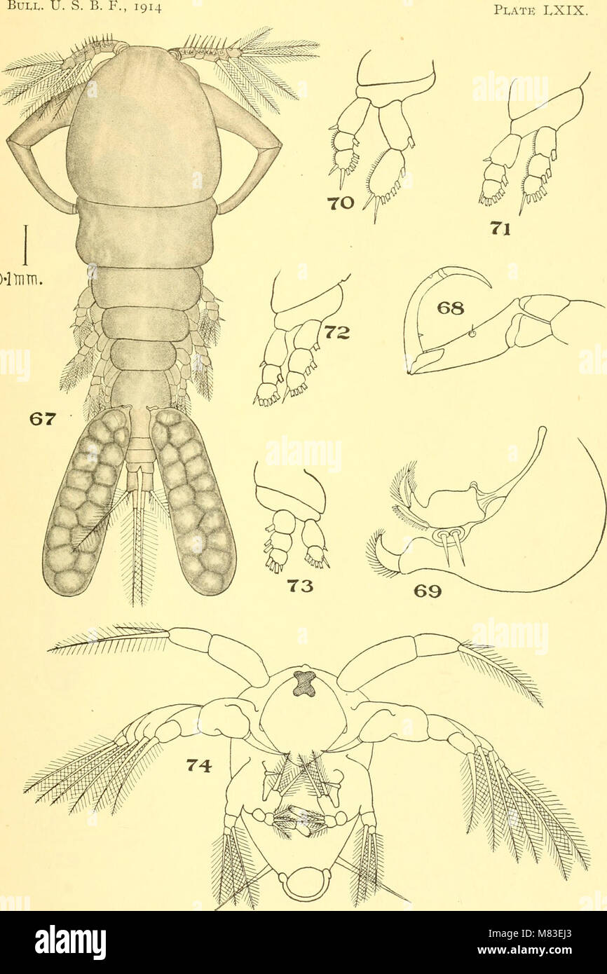 Copepod parasites of fresh-water fishes and their economic relations to ...