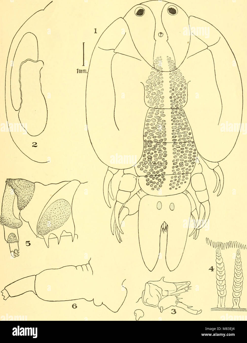 Copepod parasites of fresh-water fishes and their economic relations to ...