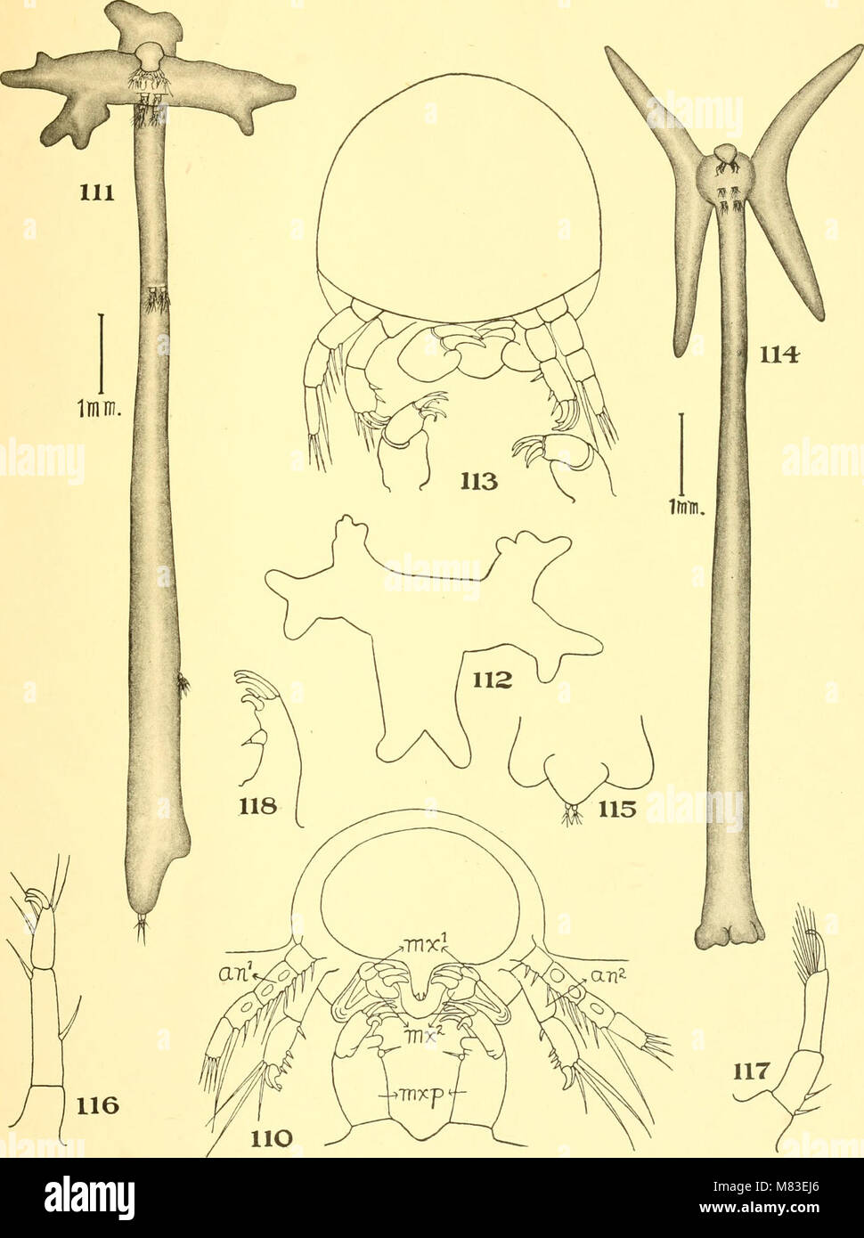 Copepod parasites of fresh-water fishes and their economic relations to ...