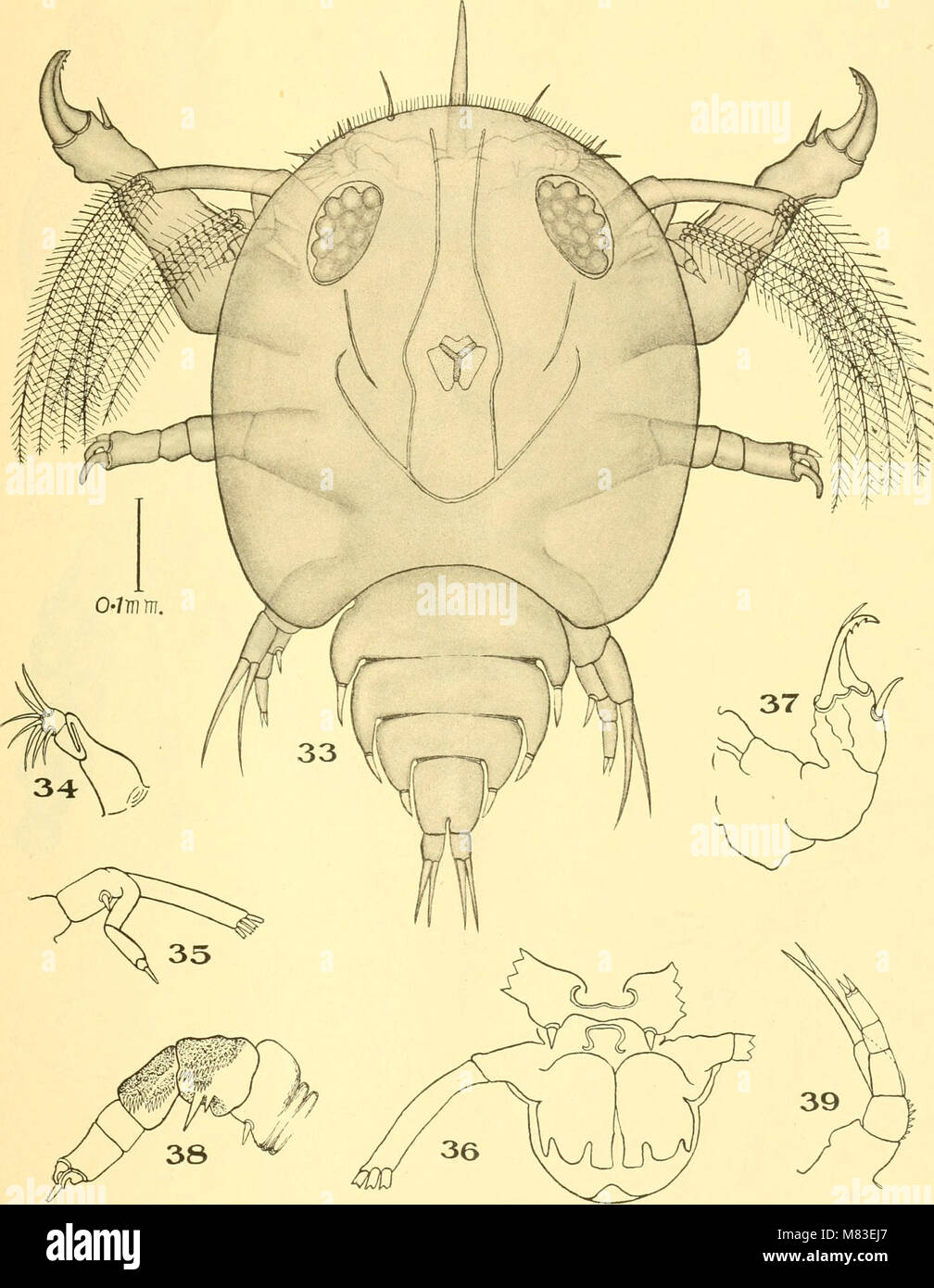 This 1916 study explores the relationship between copepod parasites in ...
