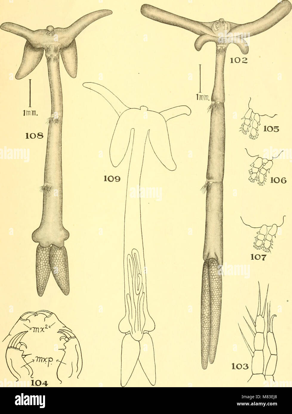 This 1916 study examines copepod parasites of freshwater fishes and ...