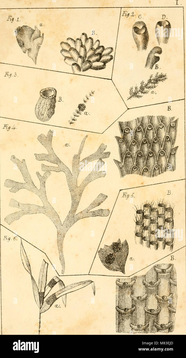 'Corallina' (1824) is a scientific text that explores the structure and ...