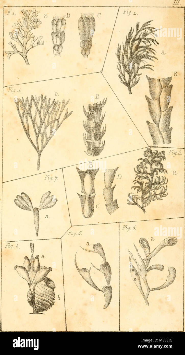 Corallina (1824) is a scientific work detailing the structure and ...
