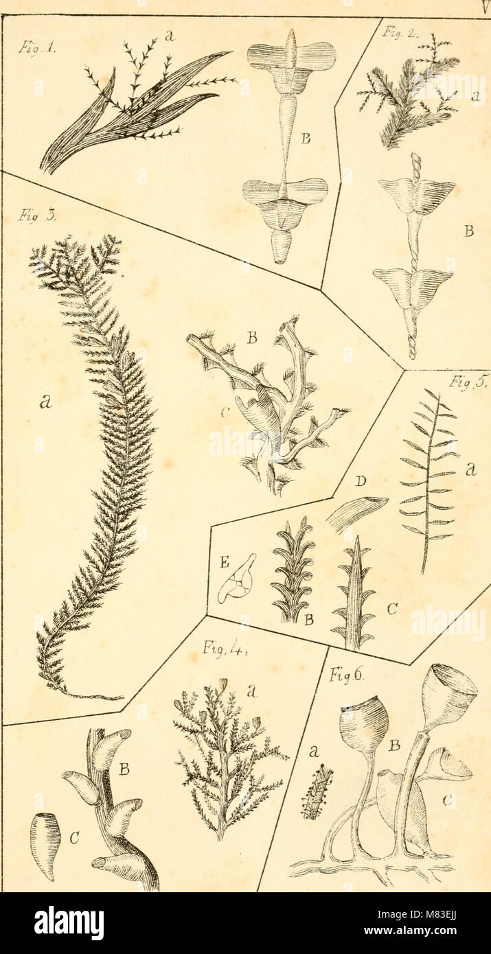 'Corallina' (1824) is a classical scientific work presenting detailed ...