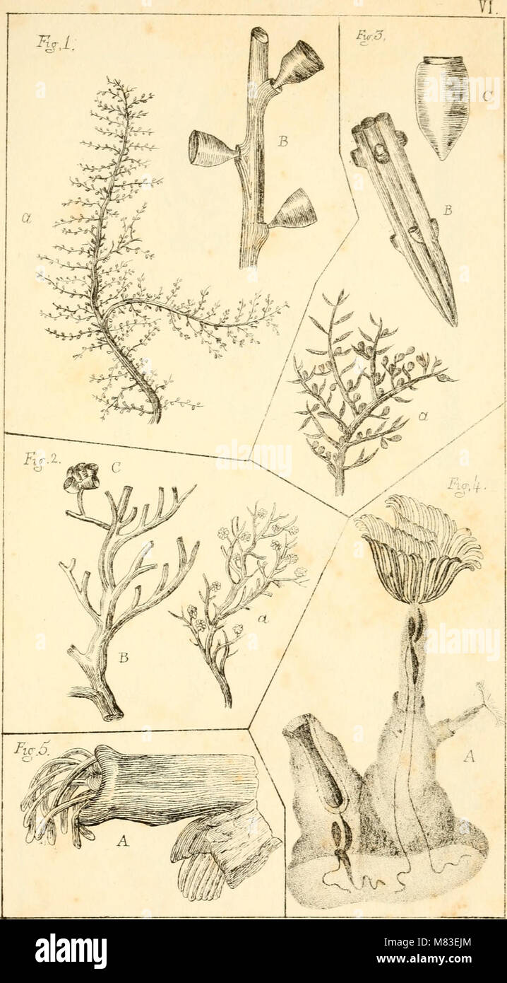 Corallina; or, a classical arrangement of flexible coralline polypidoms ...