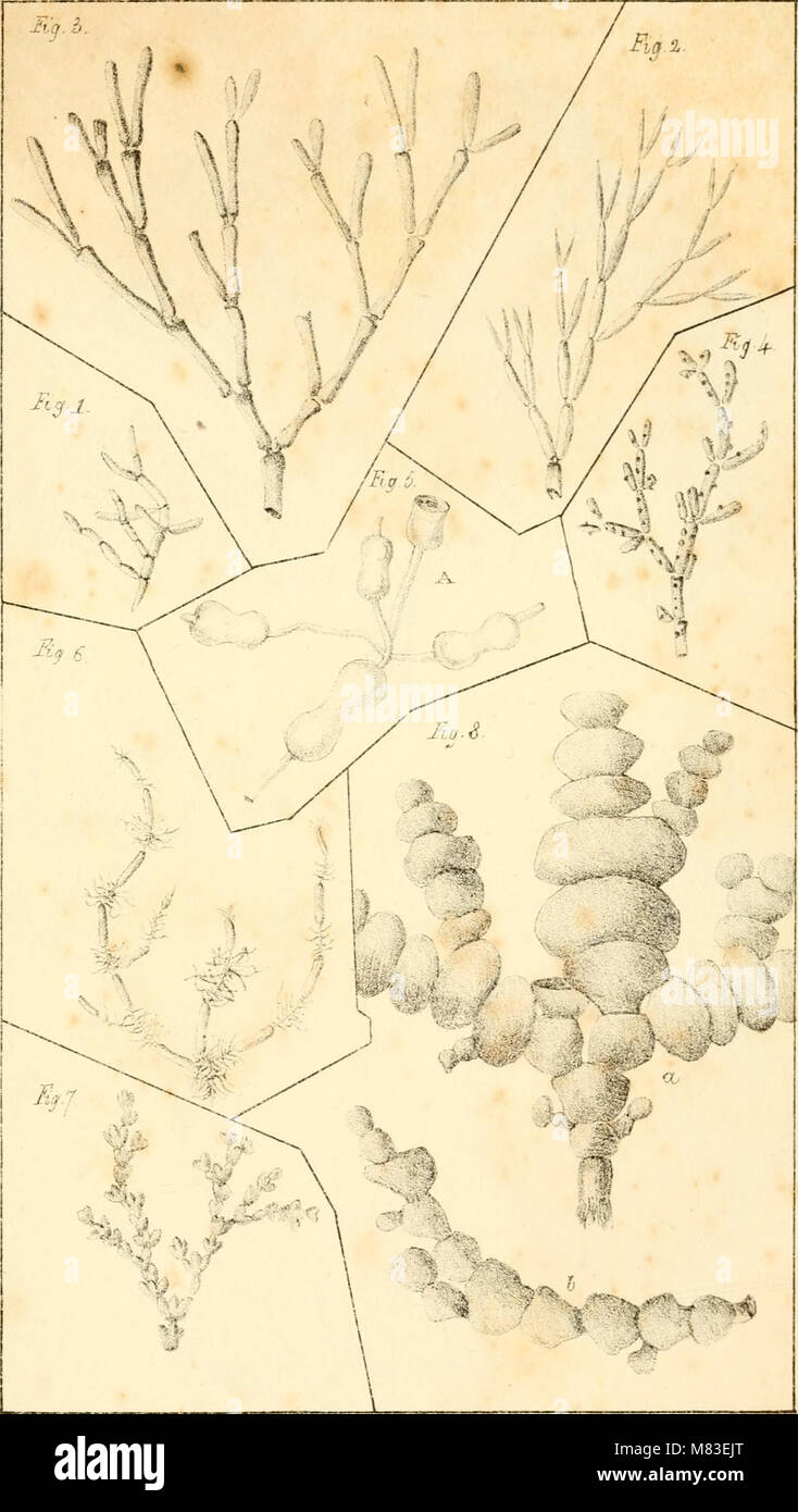 Corallina, published in 1824, presents a study of flexible coralline ...