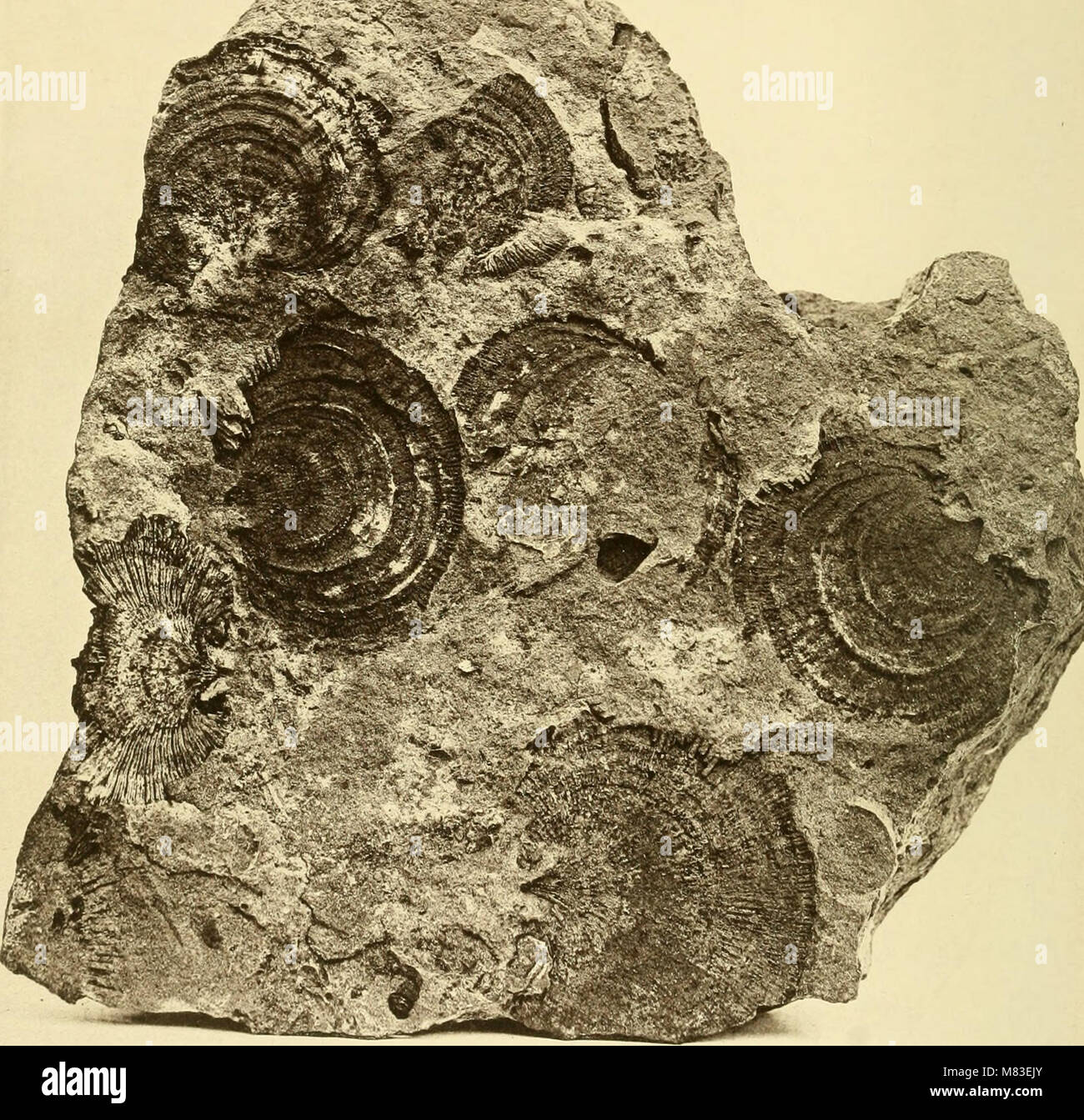 Corals and bryozoa of the neozoic period in New Zealand (1880 ...