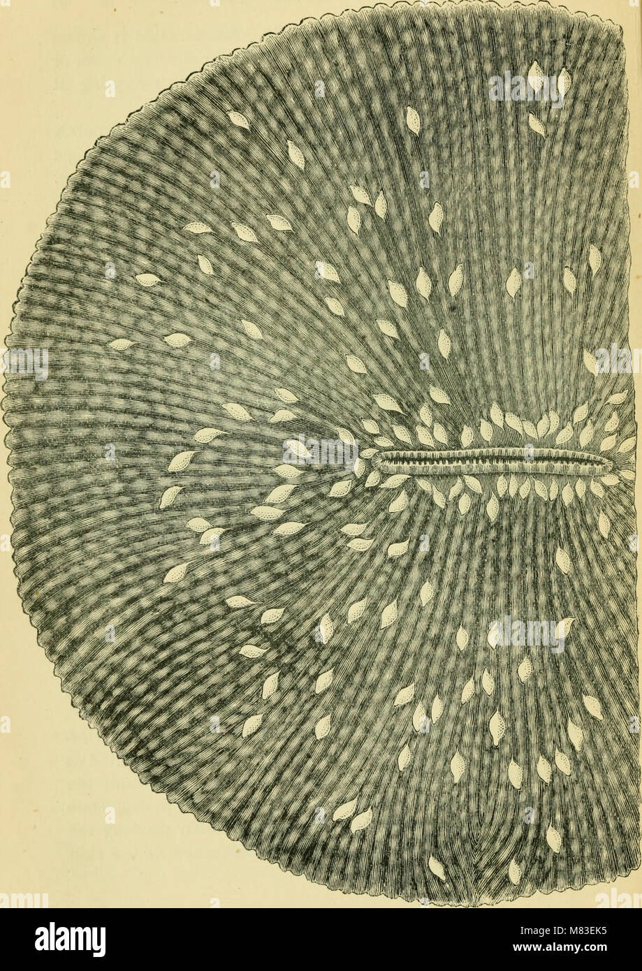 'Corals and Coral Islands' (1875) explores the formation of coral reefs ...