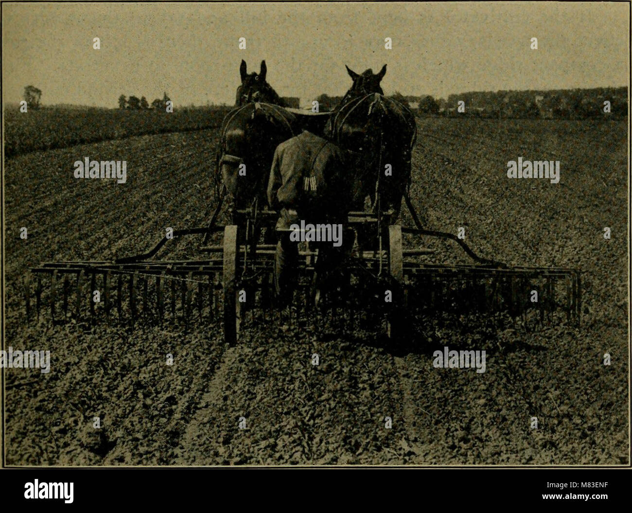 Corn; growing, judging, breeding, feeding, marketing; for the farmer ...