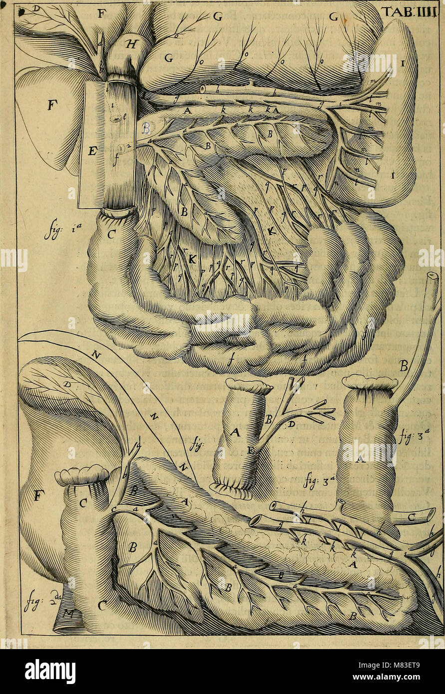 Sanguinis hi-res stock photography and images - Alamy