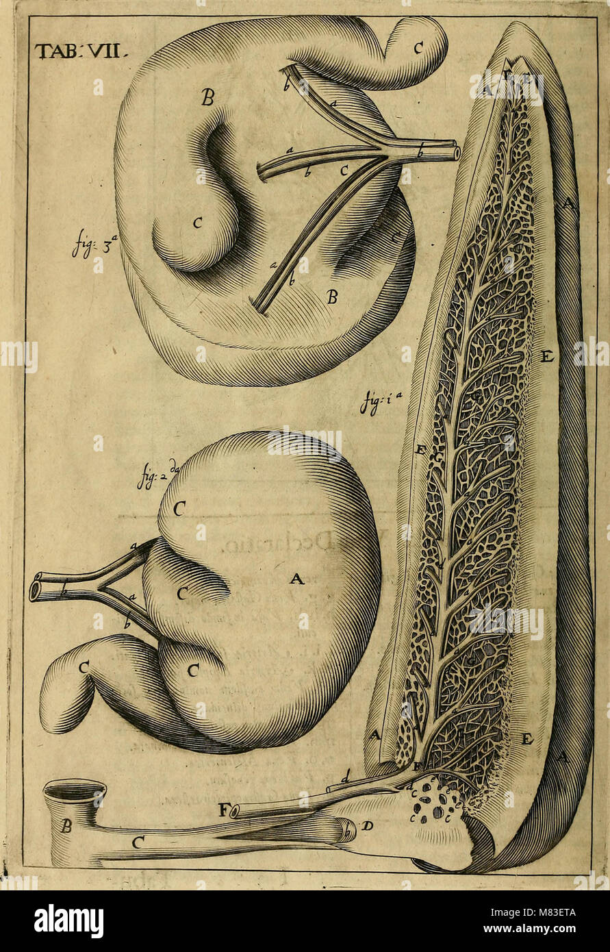 Sanguinis hi-res stock photography and images - Alamy