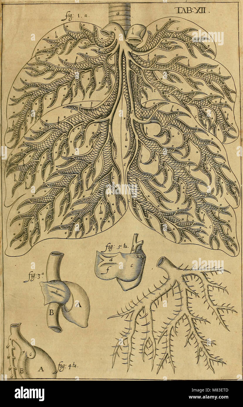 Sanguinis hi-res stock photography and images - Alamy