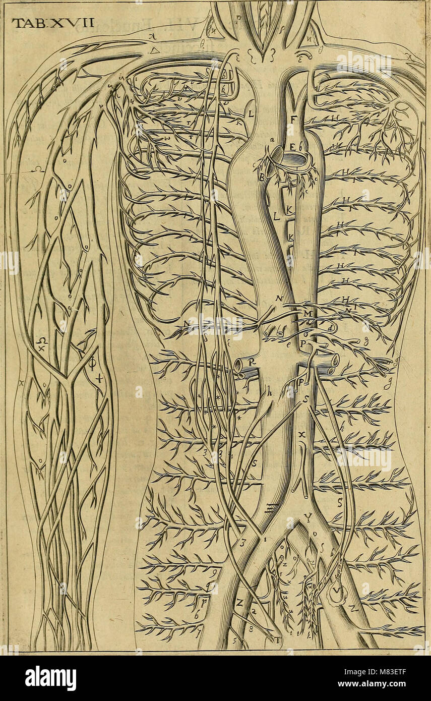 Sanguinis hi-res stock photography and images - Alamy