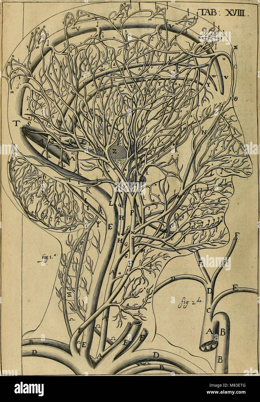 Sanguinis hi-res stock photography and images - Alamy