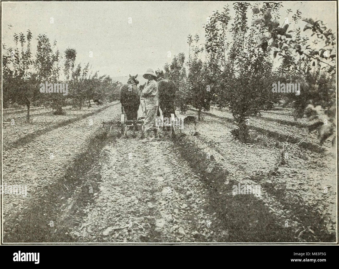 This study examines the cost factors involved in apple production in ...