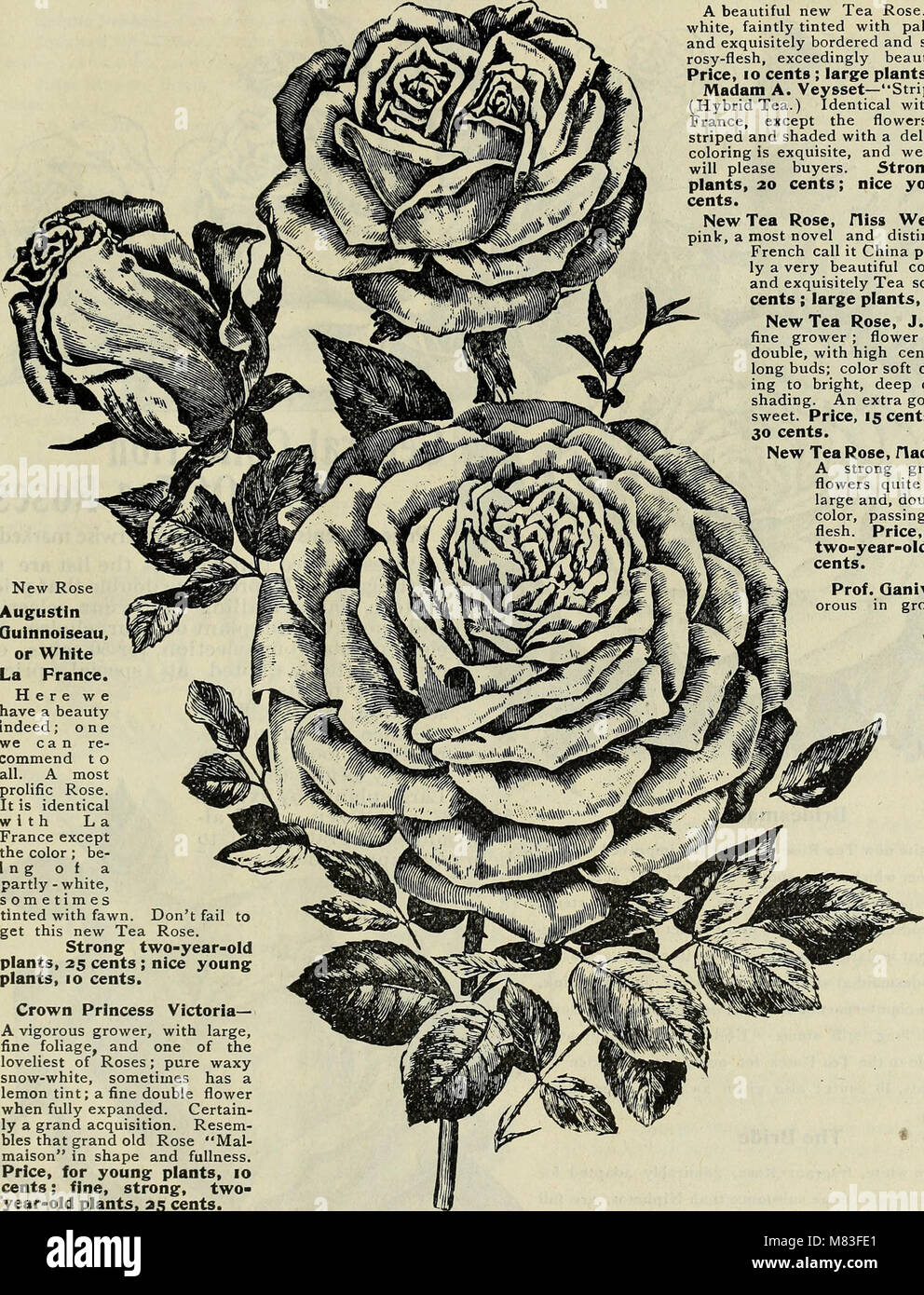 Cottage rose stock photo hi-res stock photography and images - Alamy