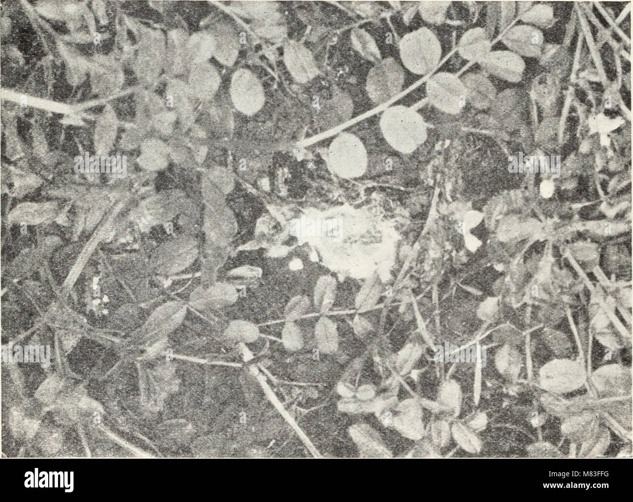 This 1916 report examines the impact of cottony rot on lemon crops in ...