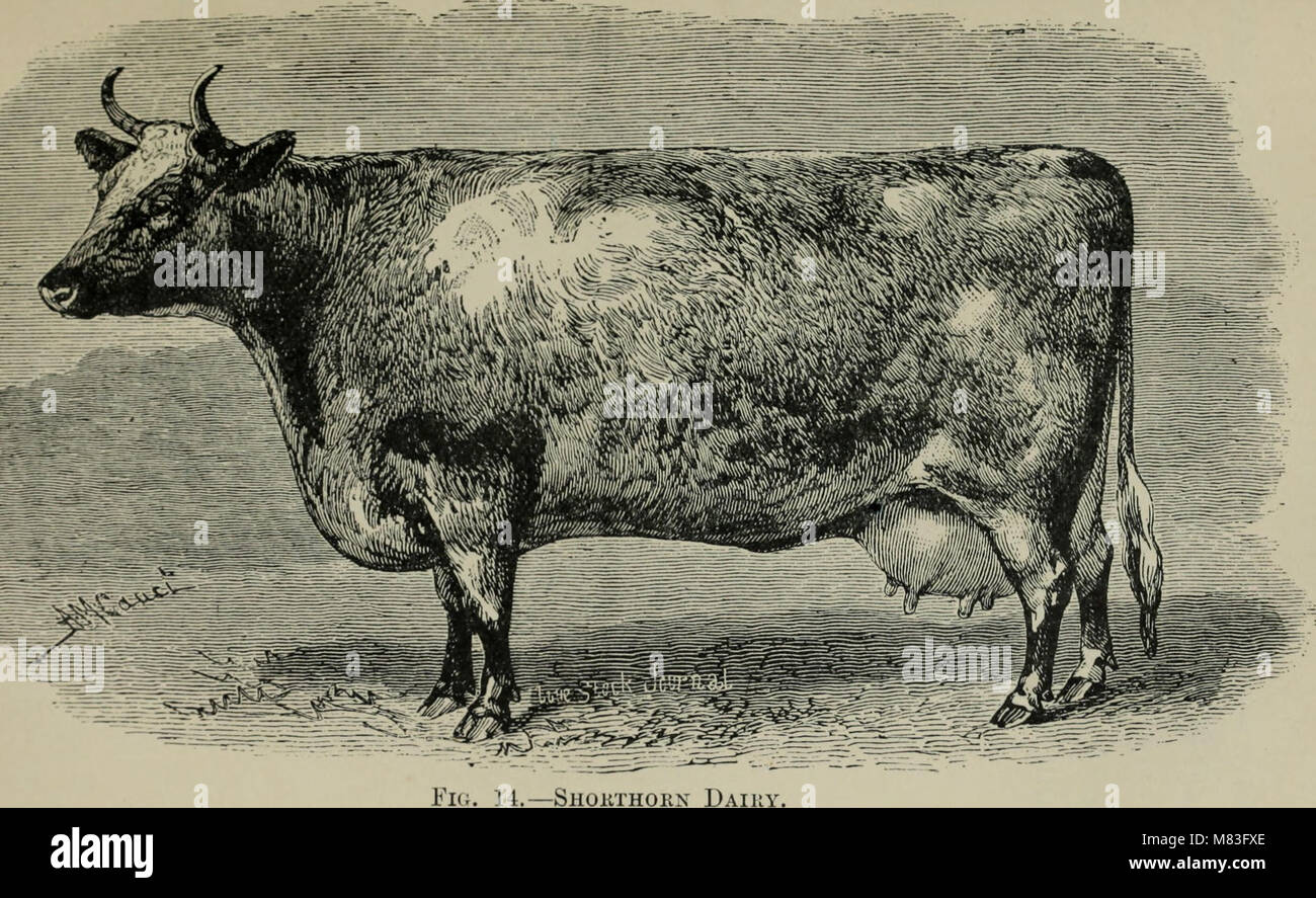 Cow keeping hi-res stock photography and images - Alamy