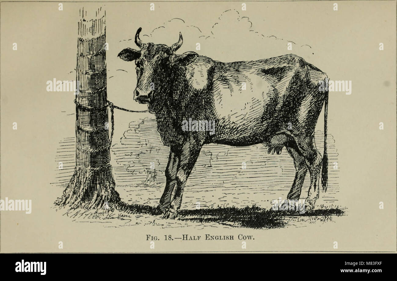 Cow-keeping in India, a simple and practical book on their care and ...