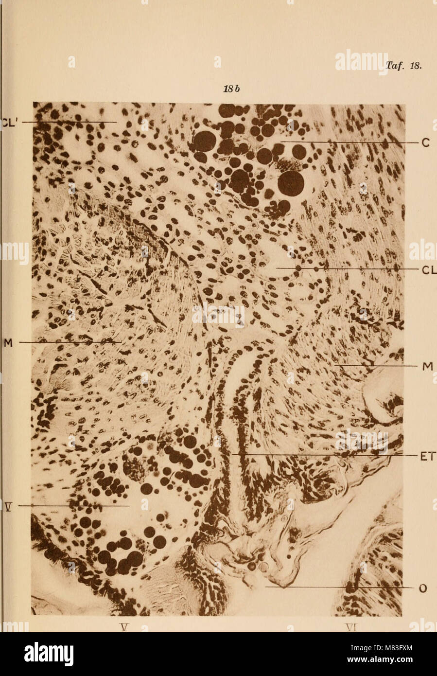 Coxal glands of the arachnids (1913) (20080258954 Stock Photo - Alamy