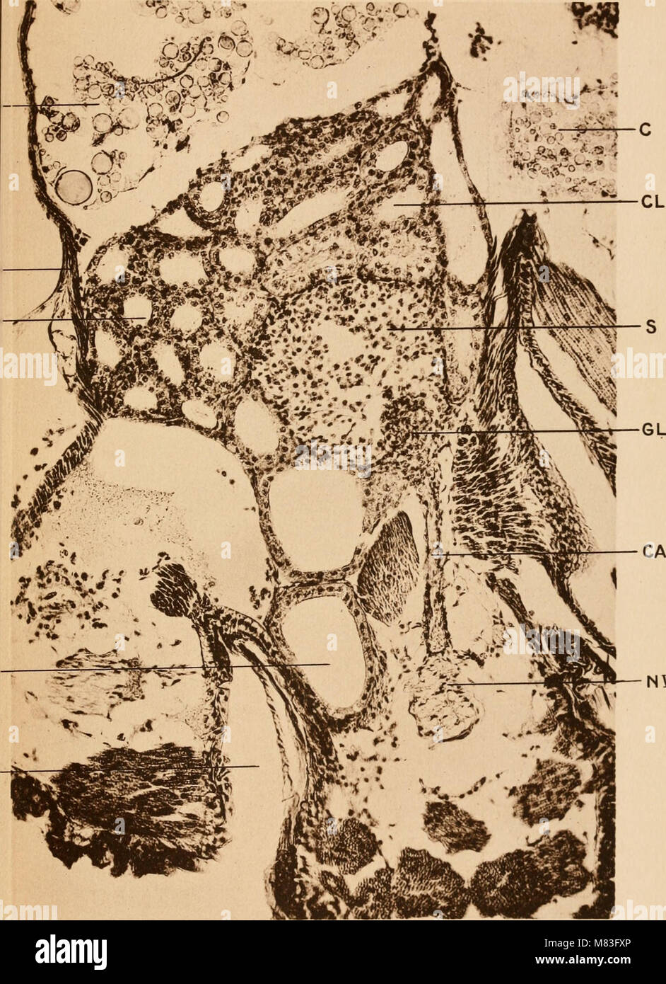 This study from 1913 focuses on the coxal glands of arachnids ...