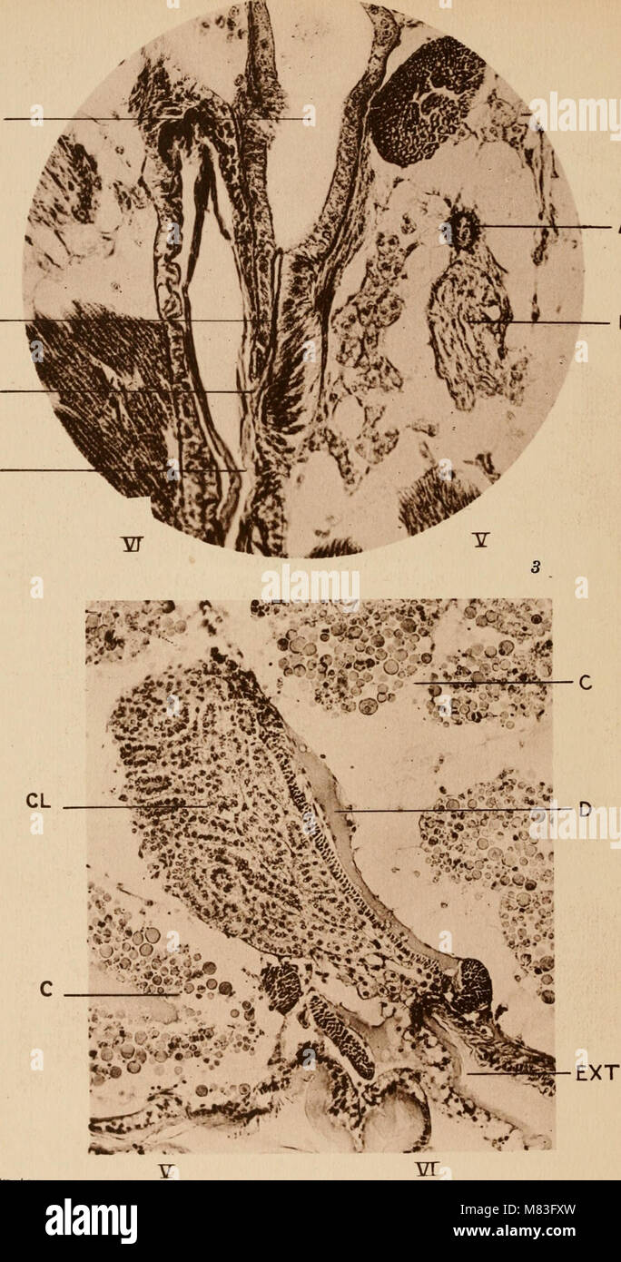 This study explores the structure and function of coxal glands in ...