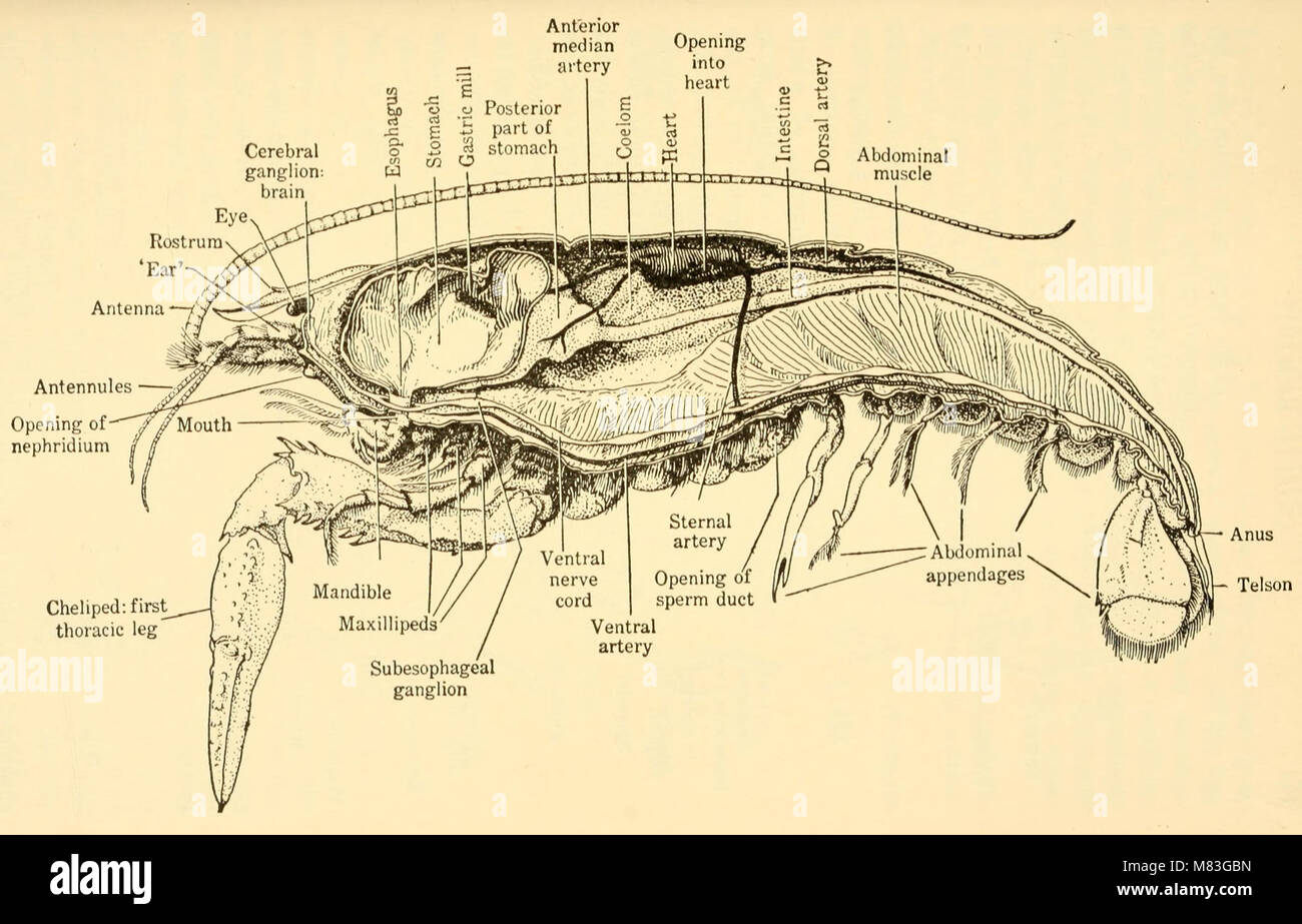 This 1938 image shows a crayfish dissection, a common biological study ...
