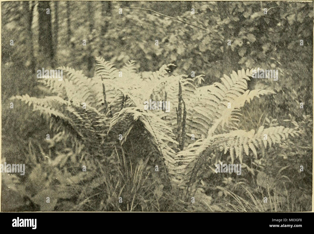 Creation by Evolution, published in 1928, presents an accessible ...