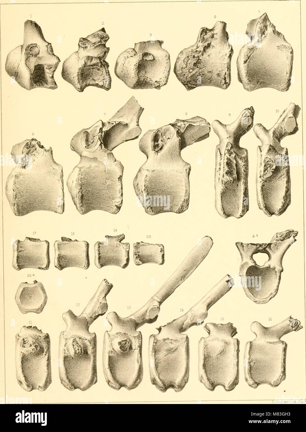 'Cretaceous Reptiles of the United States' (1865) provides a scientific ...